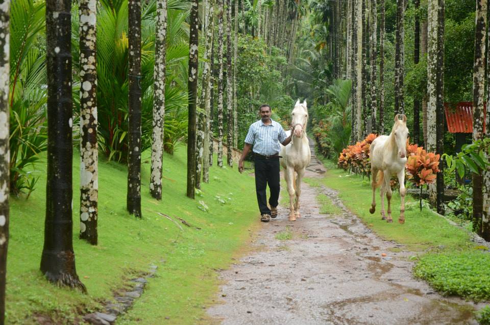 Kallingal – Nutmeg Plantation & Farm – Kerala